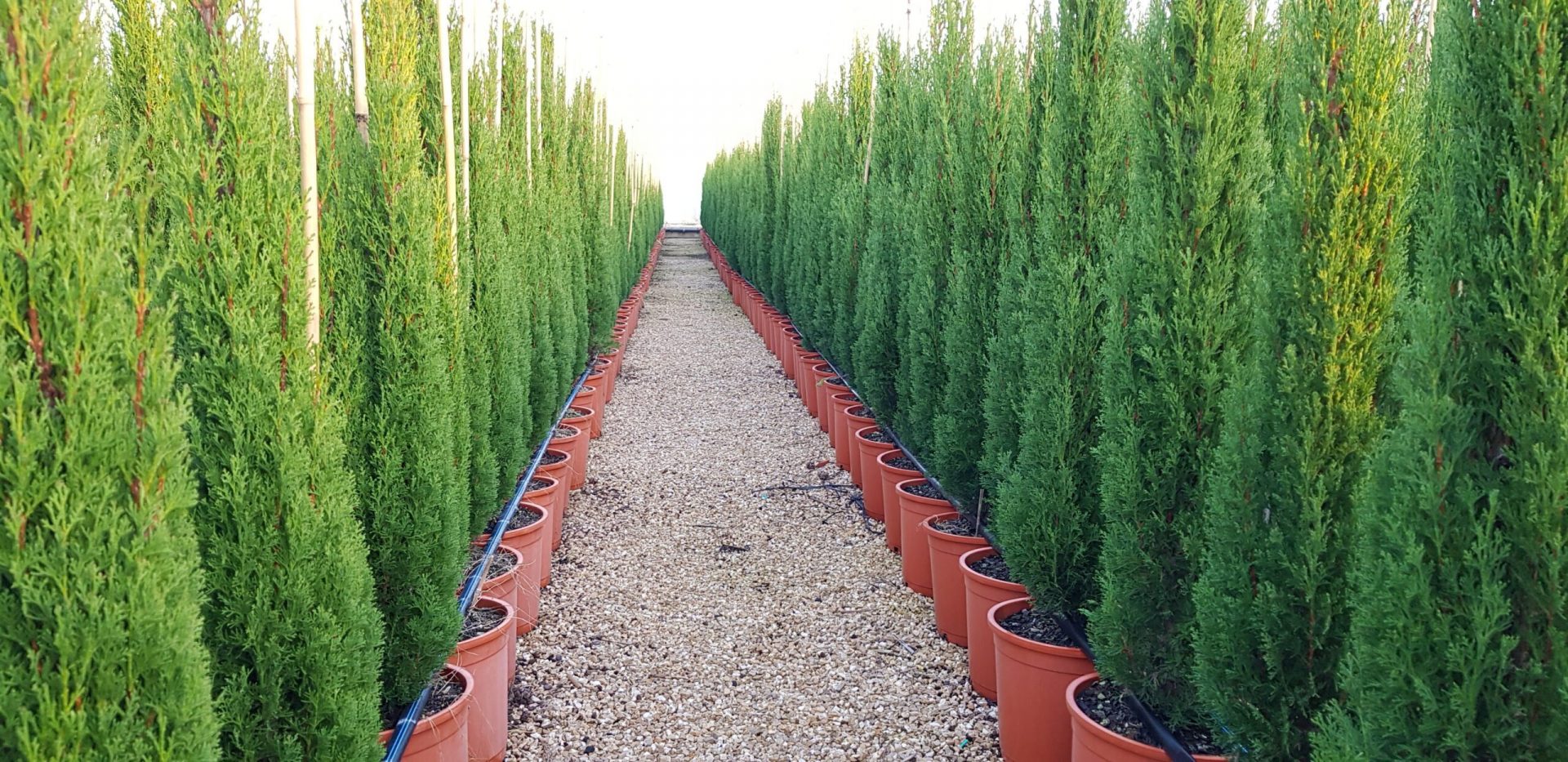 Árboles en maceta